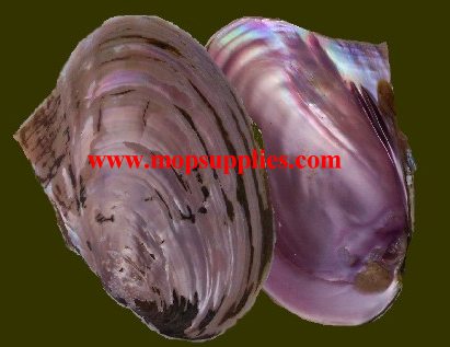 Pink Mussel